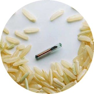 Microchipping: Common Myths Debunked! | Pawmetto Lifeline