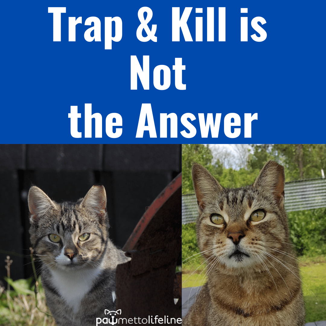 TNR Graphic #2 (1) | Pawmetto Lifeline