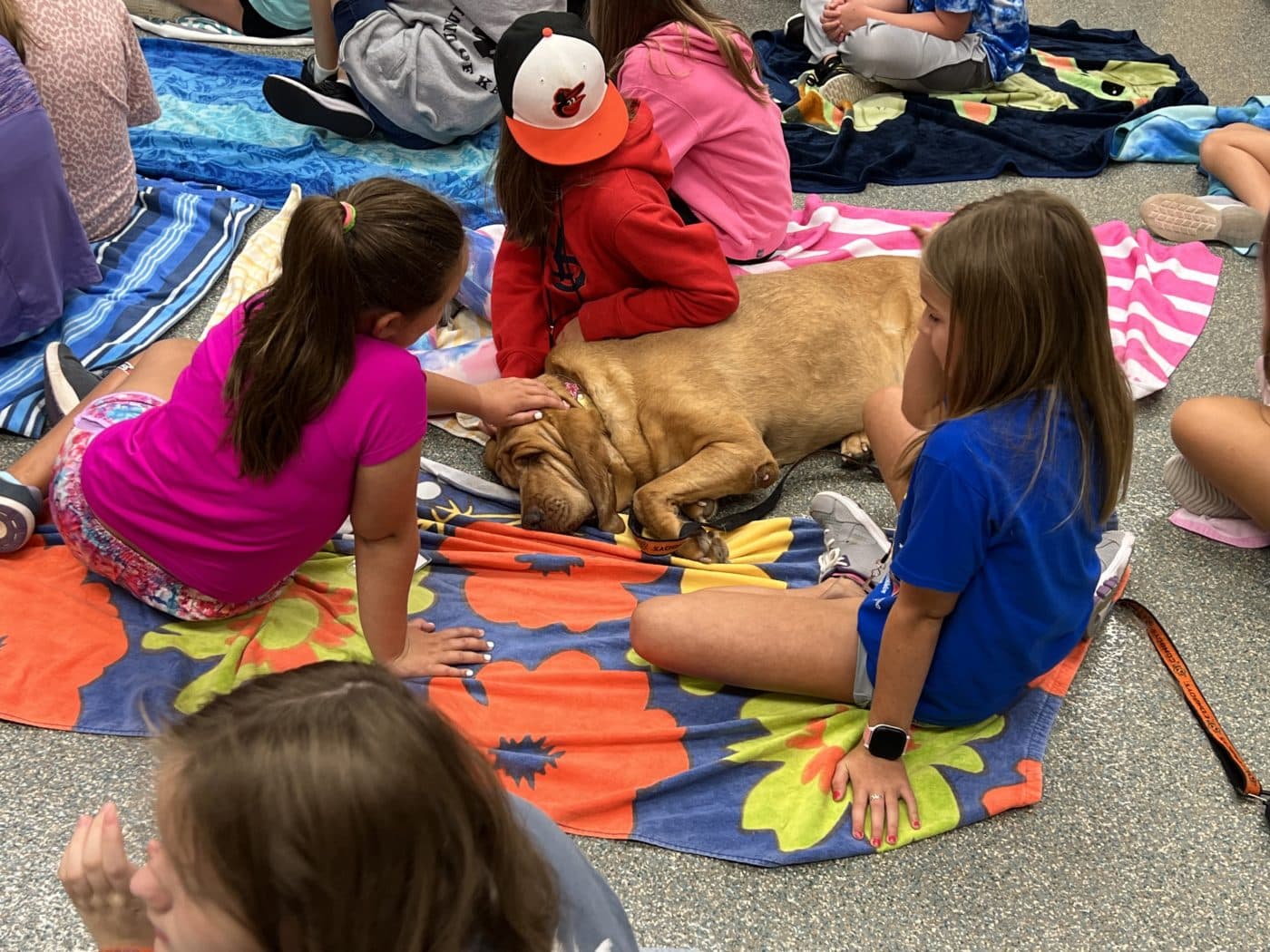Pawmetto Lifeline: Fur Friends Summer Camp | Pawmetto Lifeline