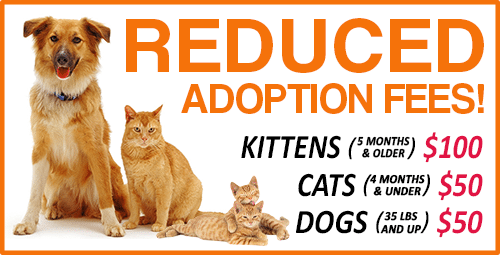 SMALL Reduced Fees NOV 2023 Web Banner | Pawmetto Lifeline
