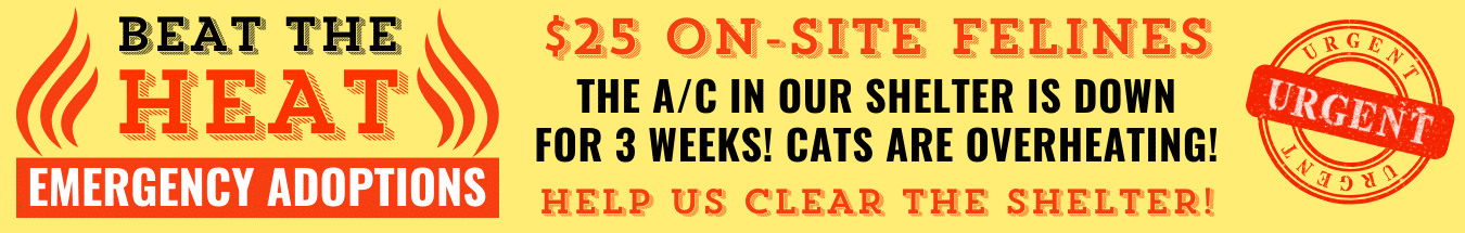 EMERGENCY CAT & KITTEN ADOPTIONS | Pawmetto Lifeline